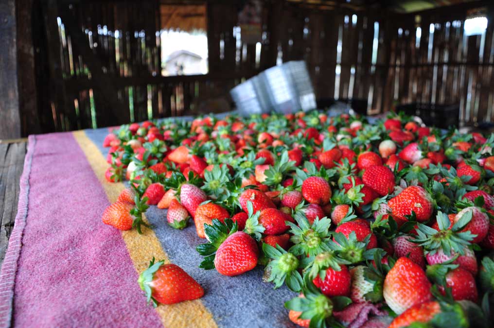 Tampa se preparara para el Festival de las Fresas – Telemundo Tampa (49)
