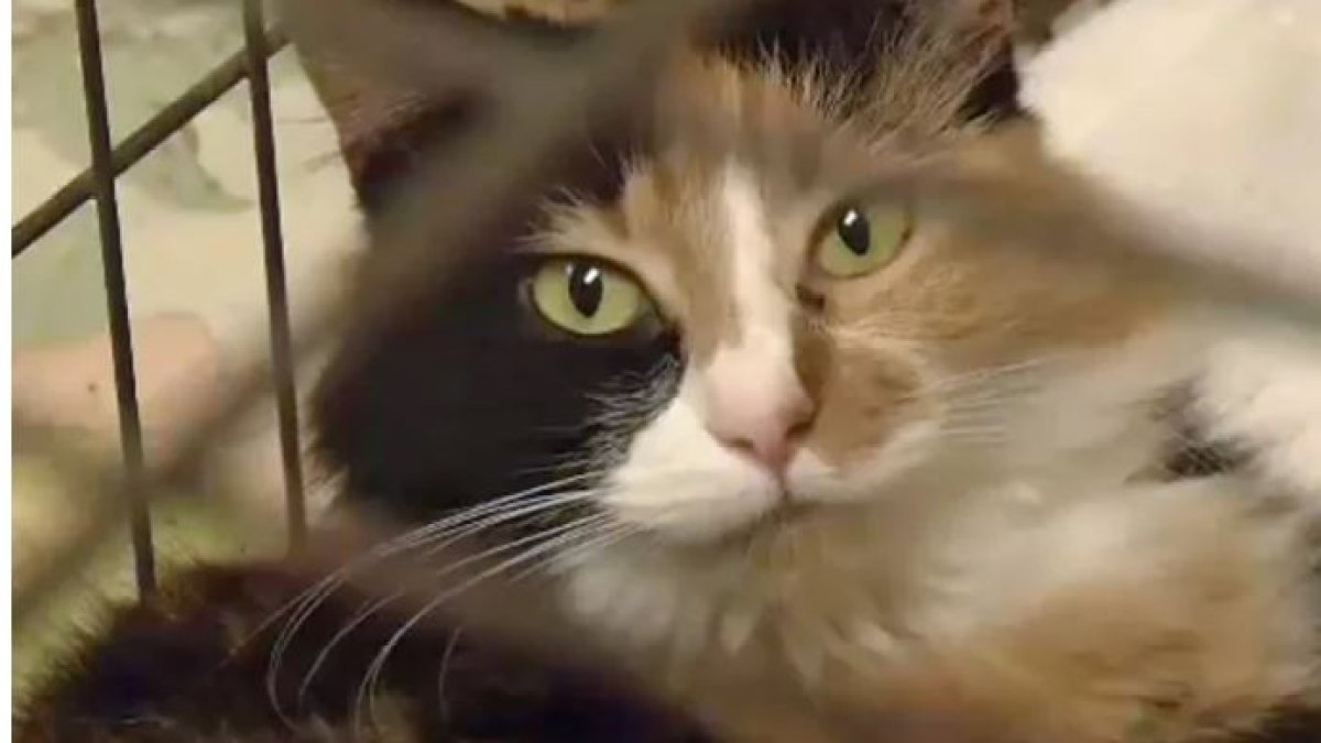 Gato con rabia ataca a cinco personas y a un cachorro en Lakeland ...