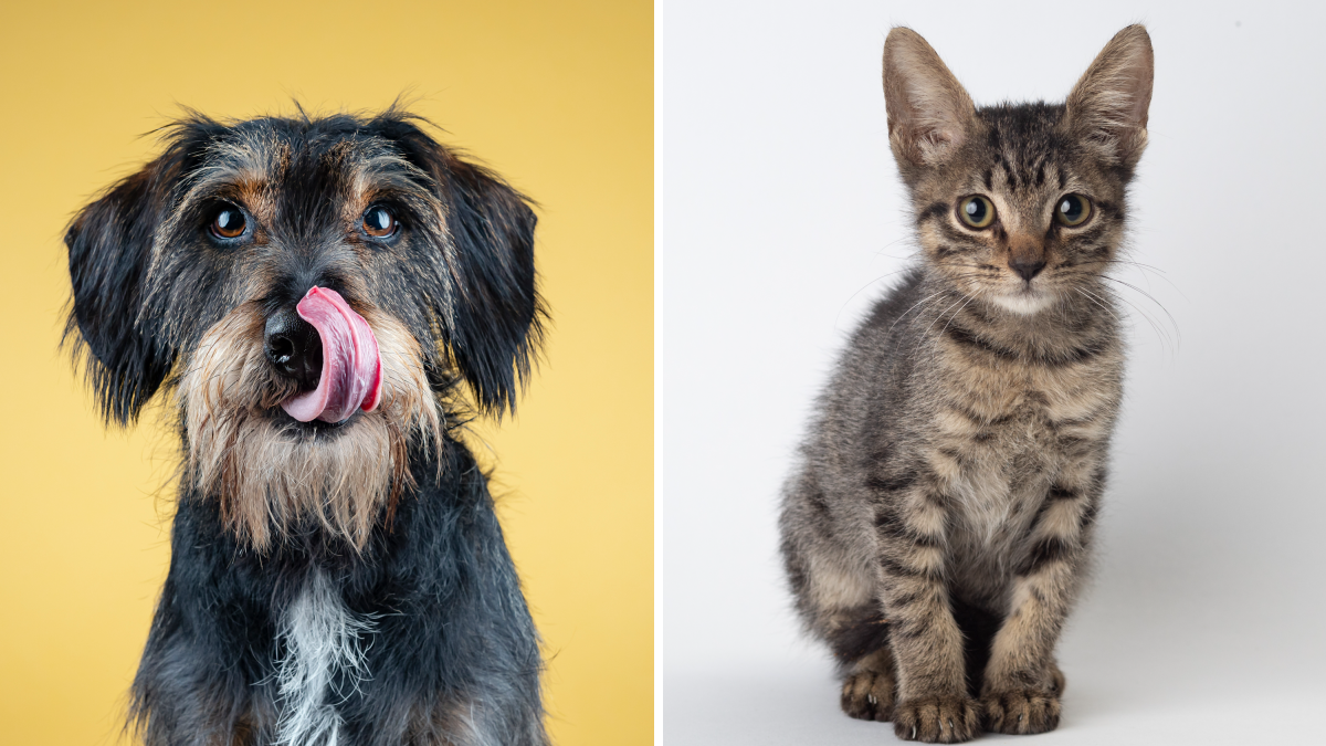 Campaña de adopción Desocupar Los Albergues vuelve por noveno año ...