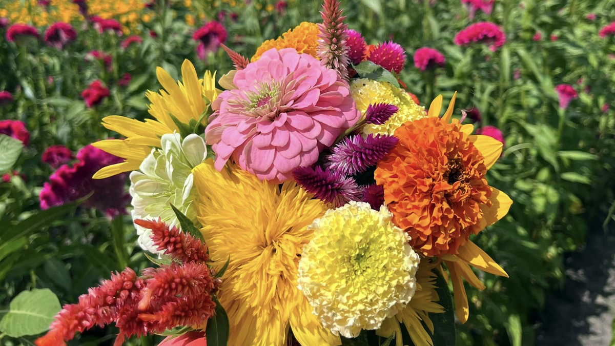 De México para Tampa: la flor de Cempasúchil que une dos mundos ...