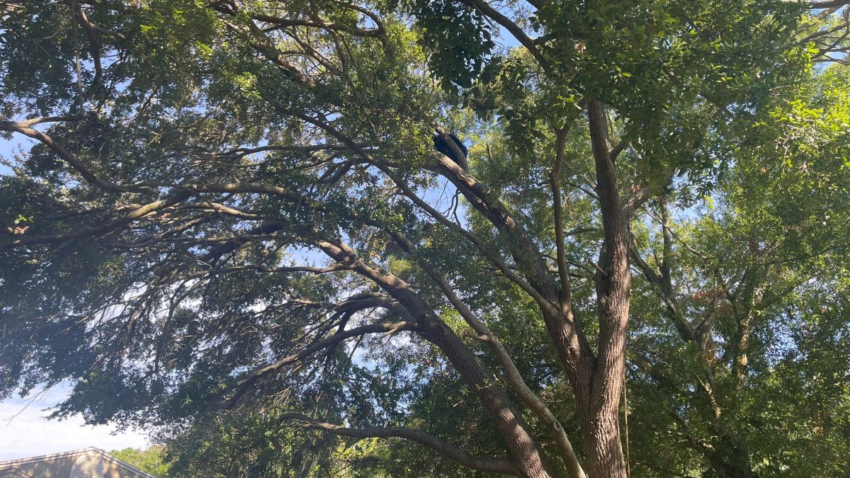 Oso sorprende a múltiples comunidades en el condado Hillsborough ...